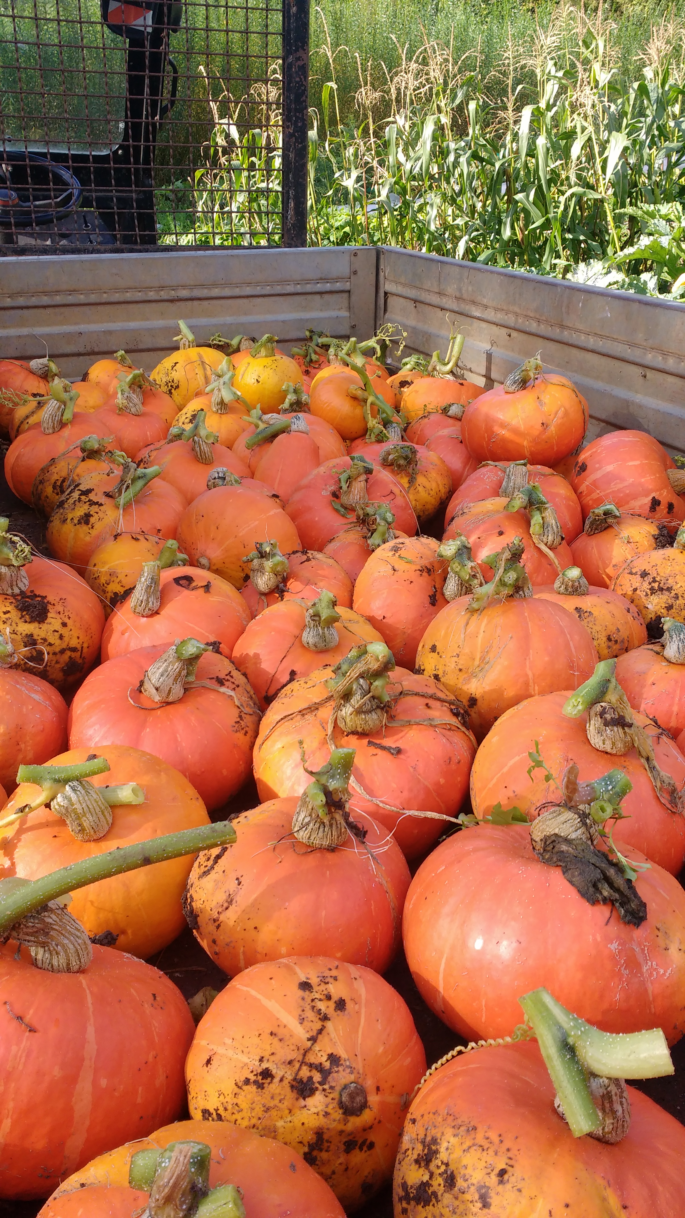 Squash Amoro/onion squash (Organic) – Dean Forest Food Hub – South