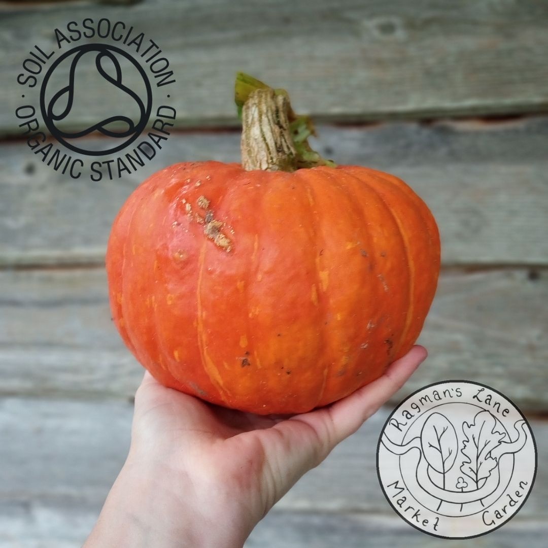 Squash Amoro/onion squash (Organic) – Dean Forest Food Hub – South