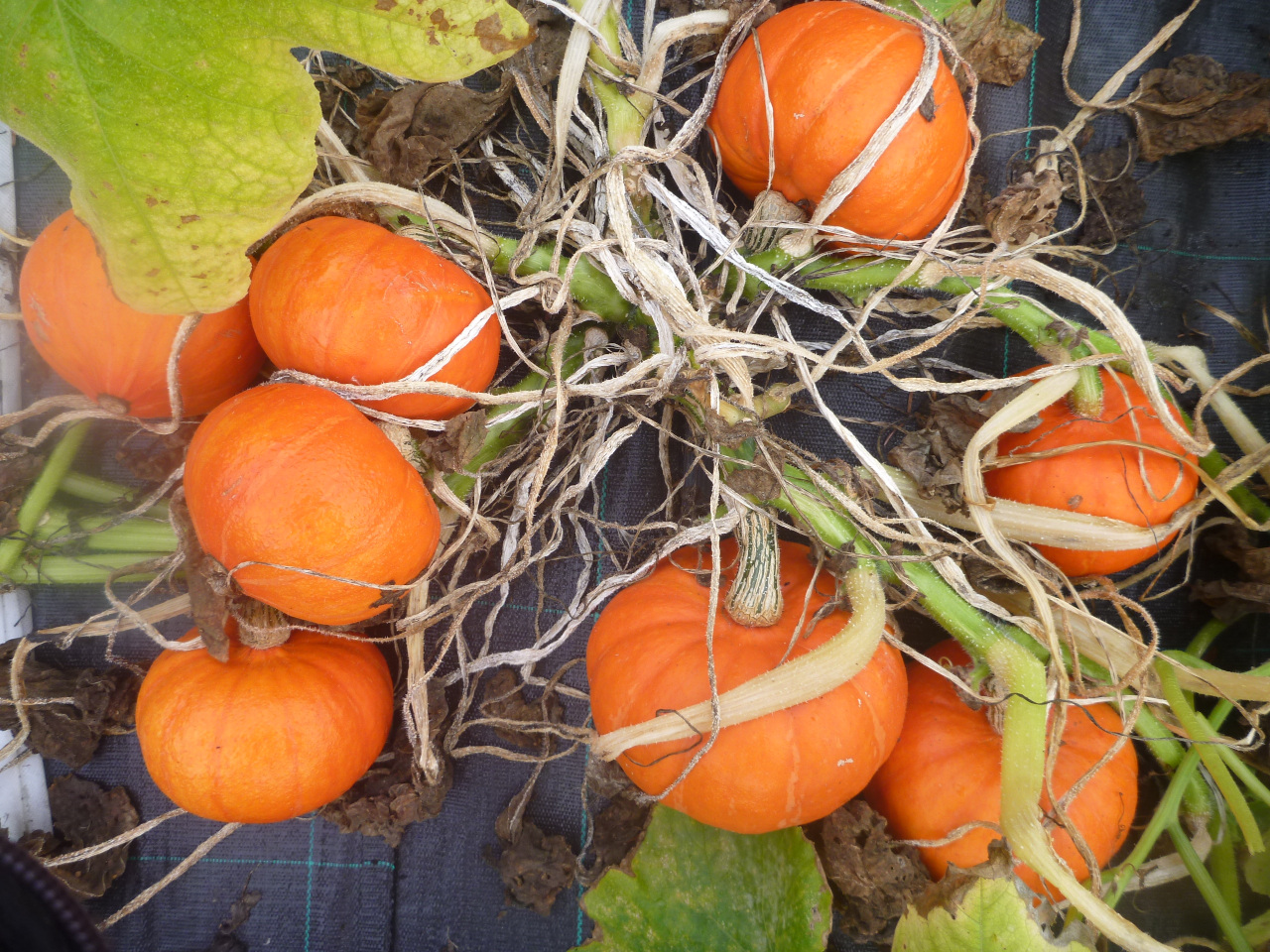 Squash, orange kuri – medium – Dean Forest Food Hub – South