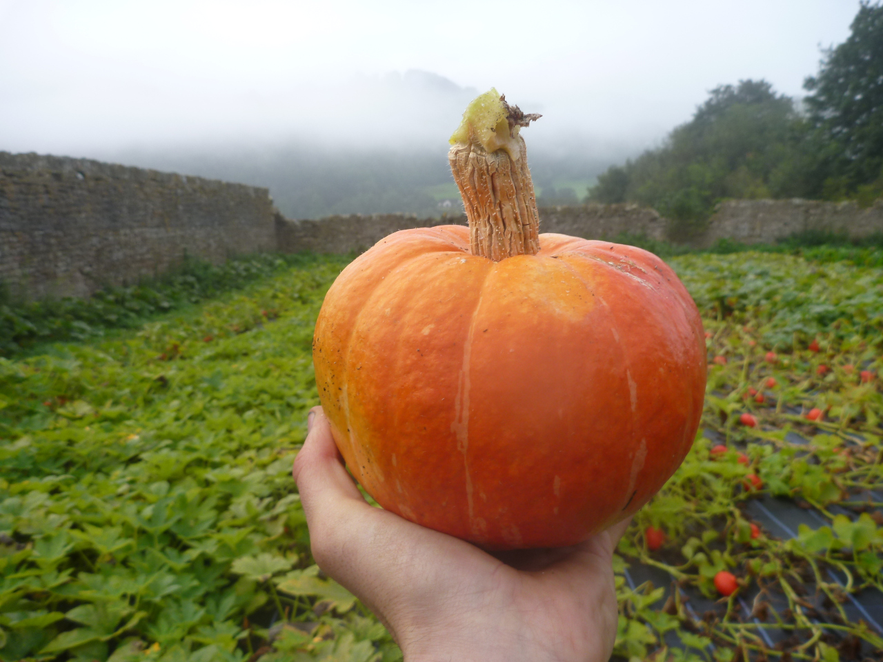 Squash, orange kuri – medium – Dean Forest Food Hub – South