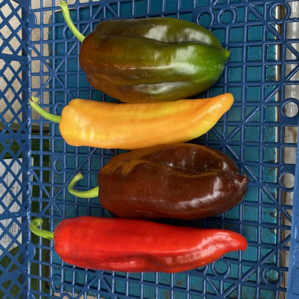 Peppers (sweet horn and bell pepper mix) – Dean Forest Food Hub – South