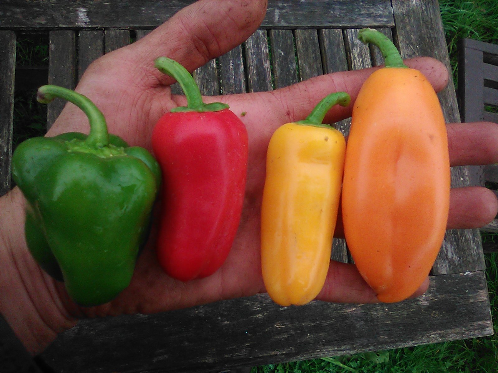 Snack peppers – Dean Forest Food Hub – South