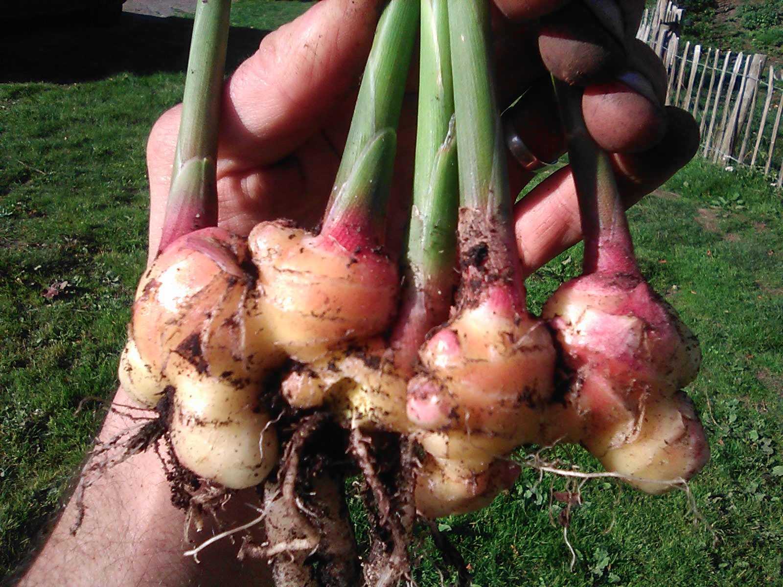 Ginger, fresh & locally grown! – Dean Forest Food Hub – South